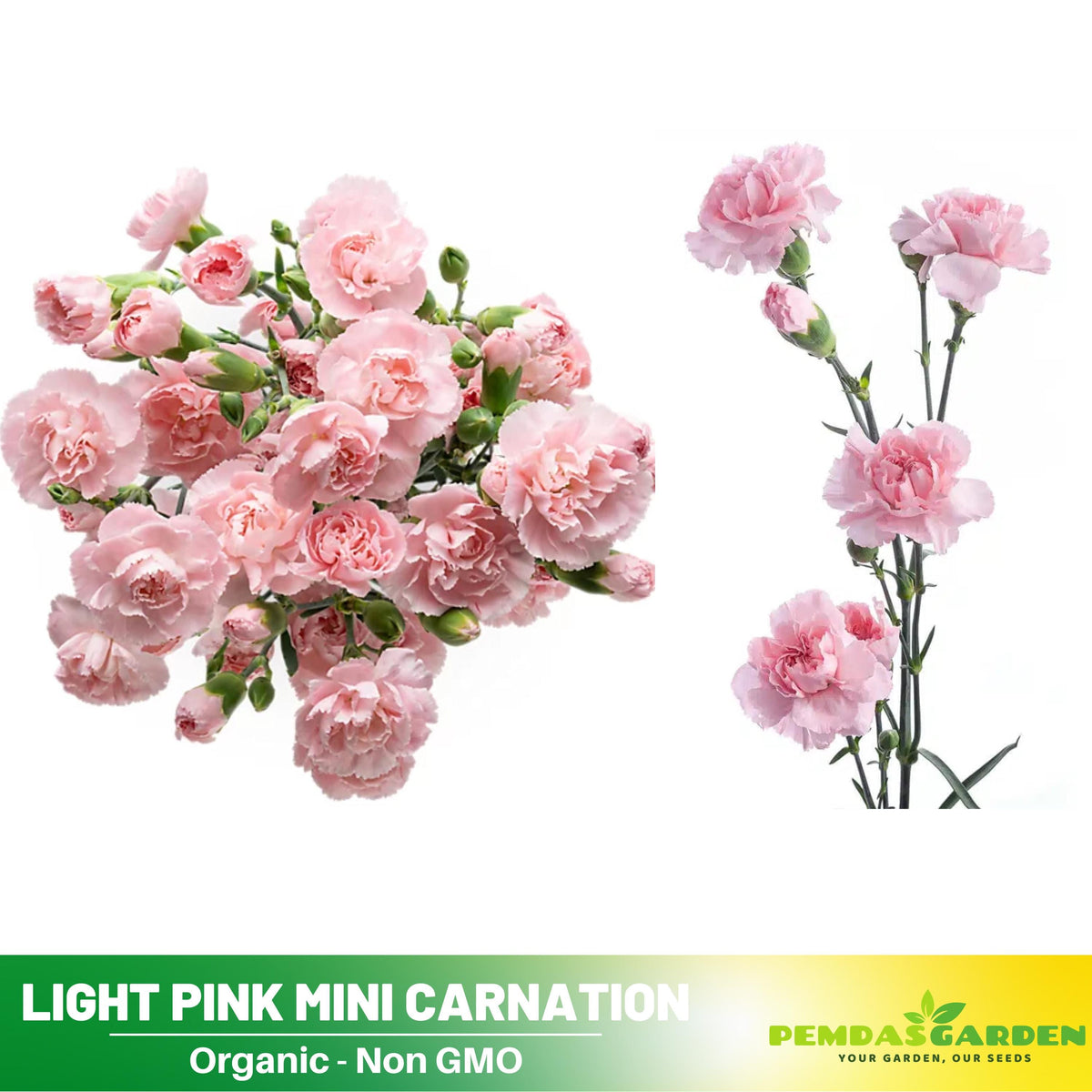 30 Light Pink Mini Carnation - - Dianthus Seeds - Open-Pollinated - Or ...