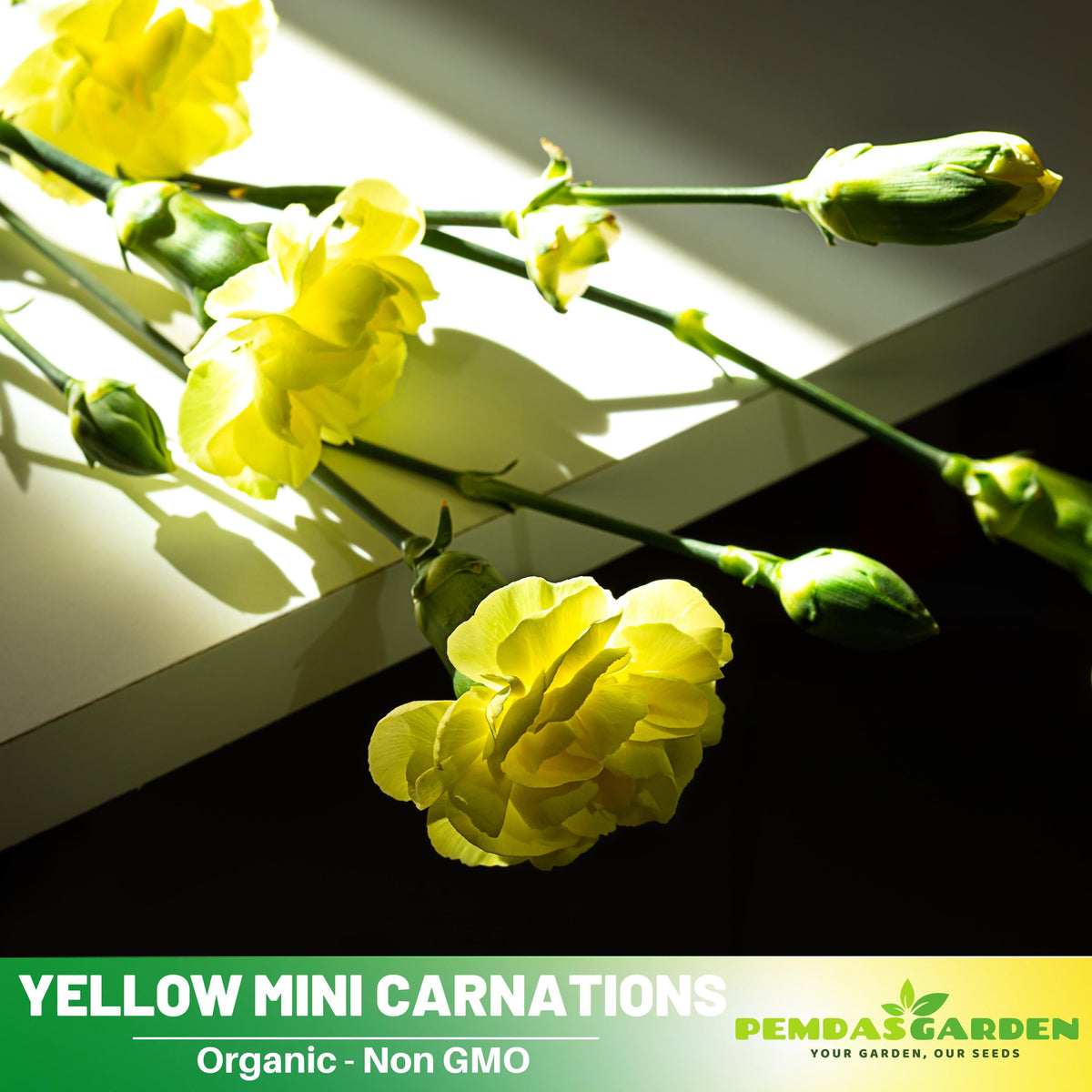 30 Yellow Mini Carnations - Dianthus Seeds - Authentic - Open-Pollinat ...