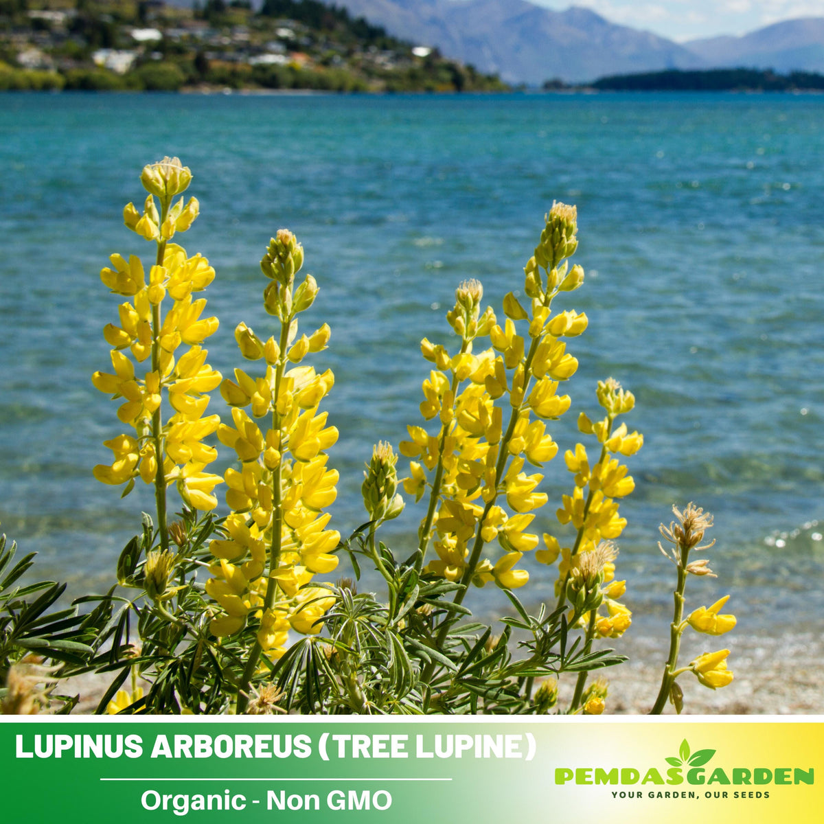Lupinus arboreus (Tree Lupine)- Authentic Seeds - Perennial ~ GMO Free ...