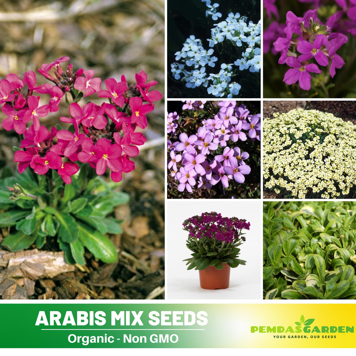 30s| Arabis Mix Seeds– Heirloom, Non-GMO, Early Blooming Perennial, Dr ...