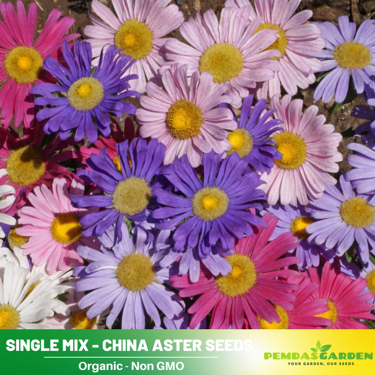 20s | Single Mix - China Aster Seeds – Heirloom – Non-GMO – Fall Bloom ...