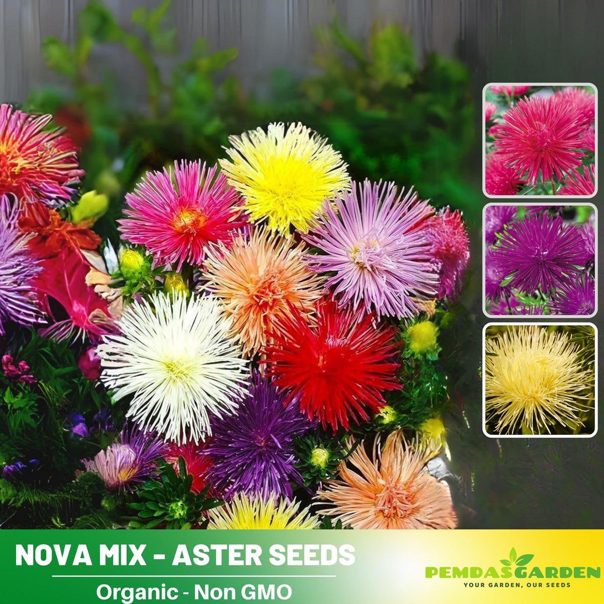20s | Nova Mix - Aster Seeds (Needle)- China Aster - Authentic - Open ...