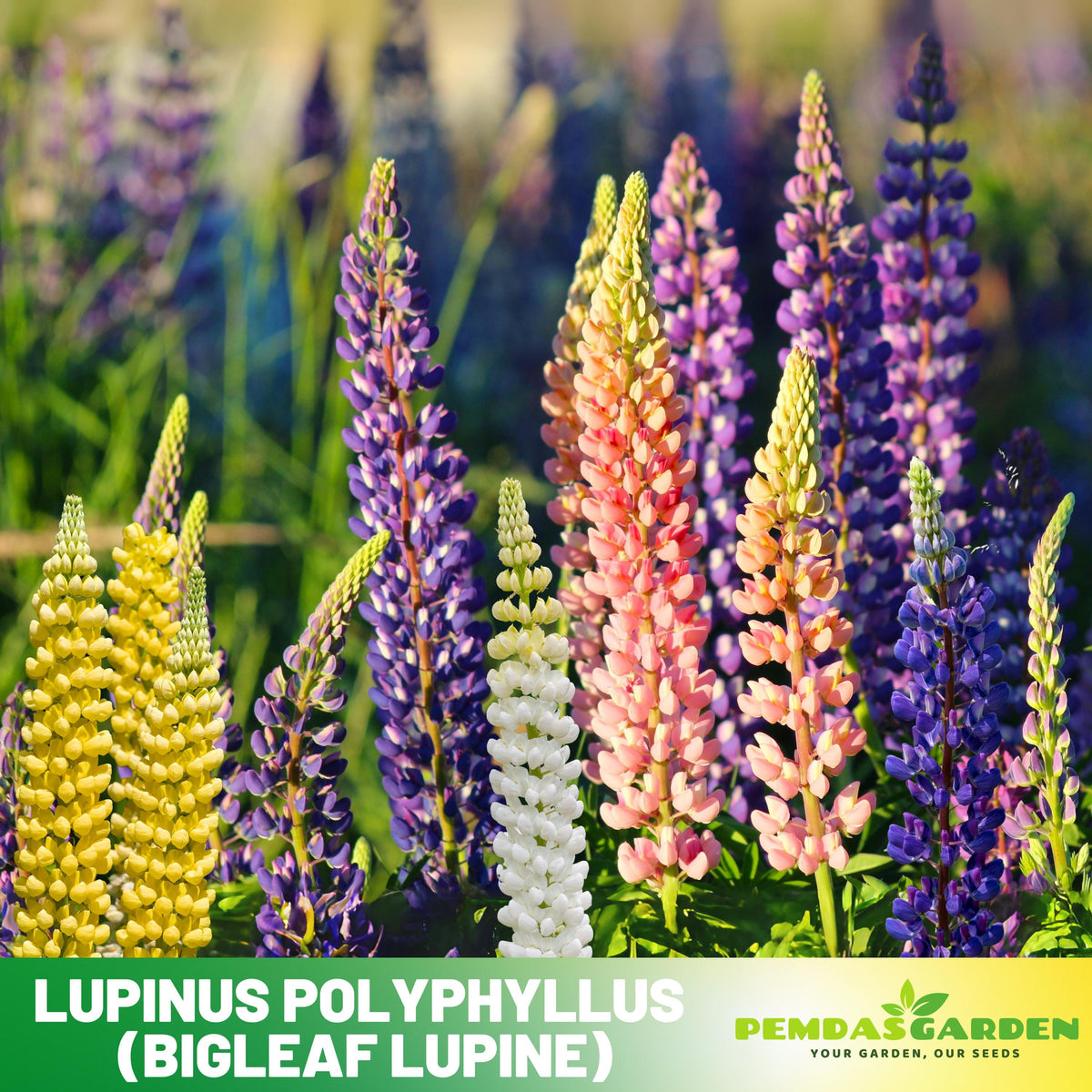 Lupinus polyphyllus (Bigleaf Lupine)- Authentic Seeds - Perennial ~ GM ...