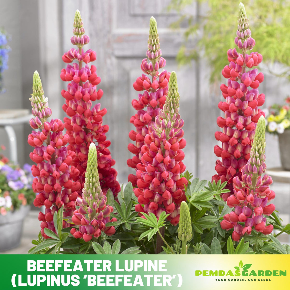 Lupinus ‘Beefeater’ (Lupine)- Authentic Seeds - Perennial ~ GMO Free ...