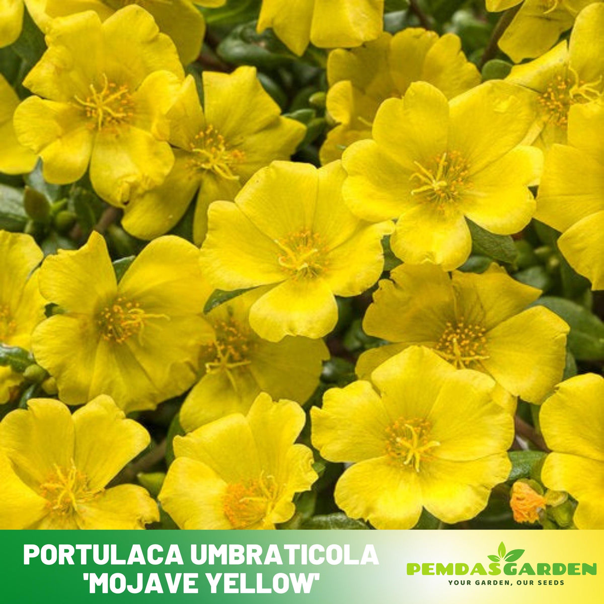 30 Portulaca Umbraticola 'Mojave Yellow' - Moss Rose Seeds - Heirloom ...