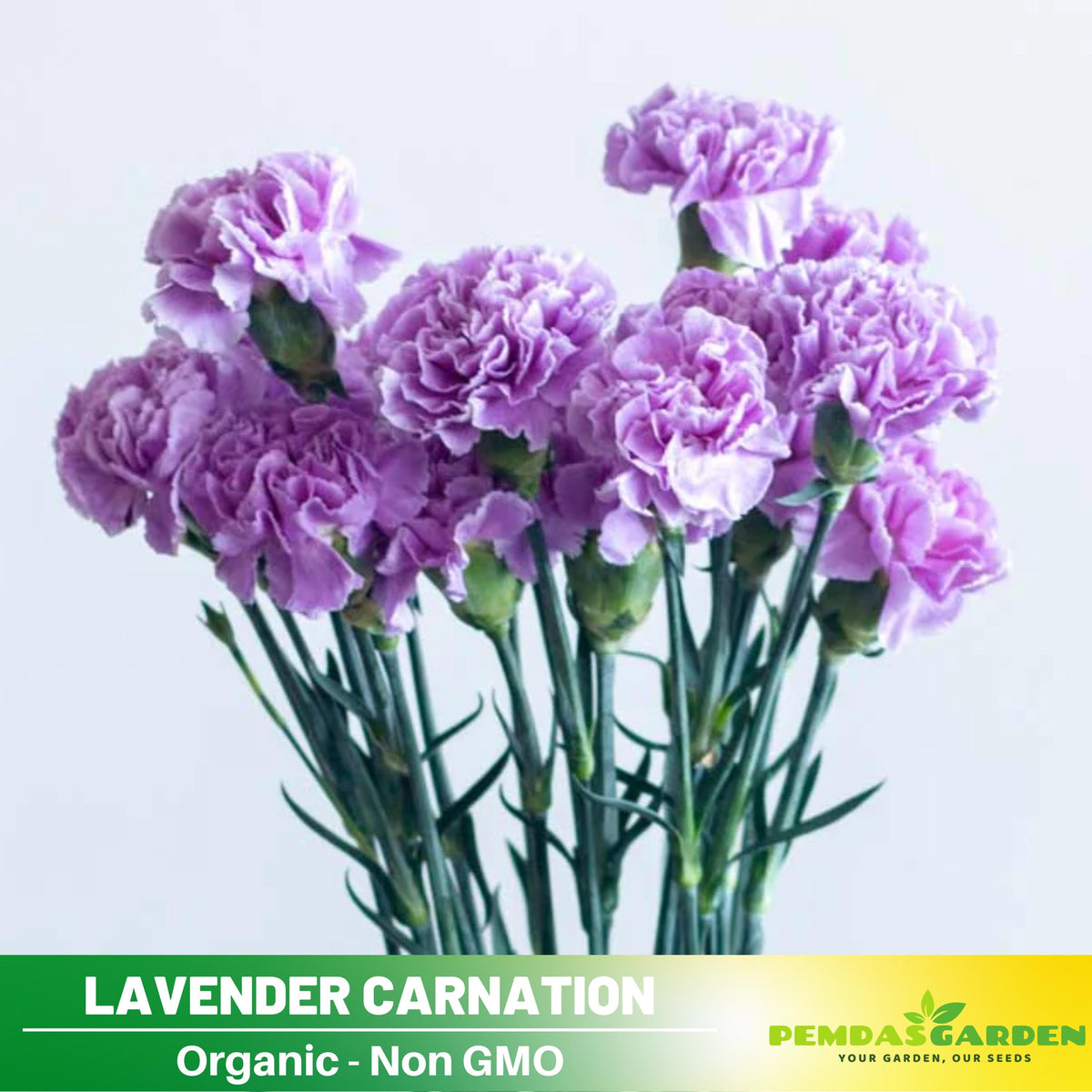 Lavender Light Purple Carnations - Dianthus Seeds - Open-Pollinated ...