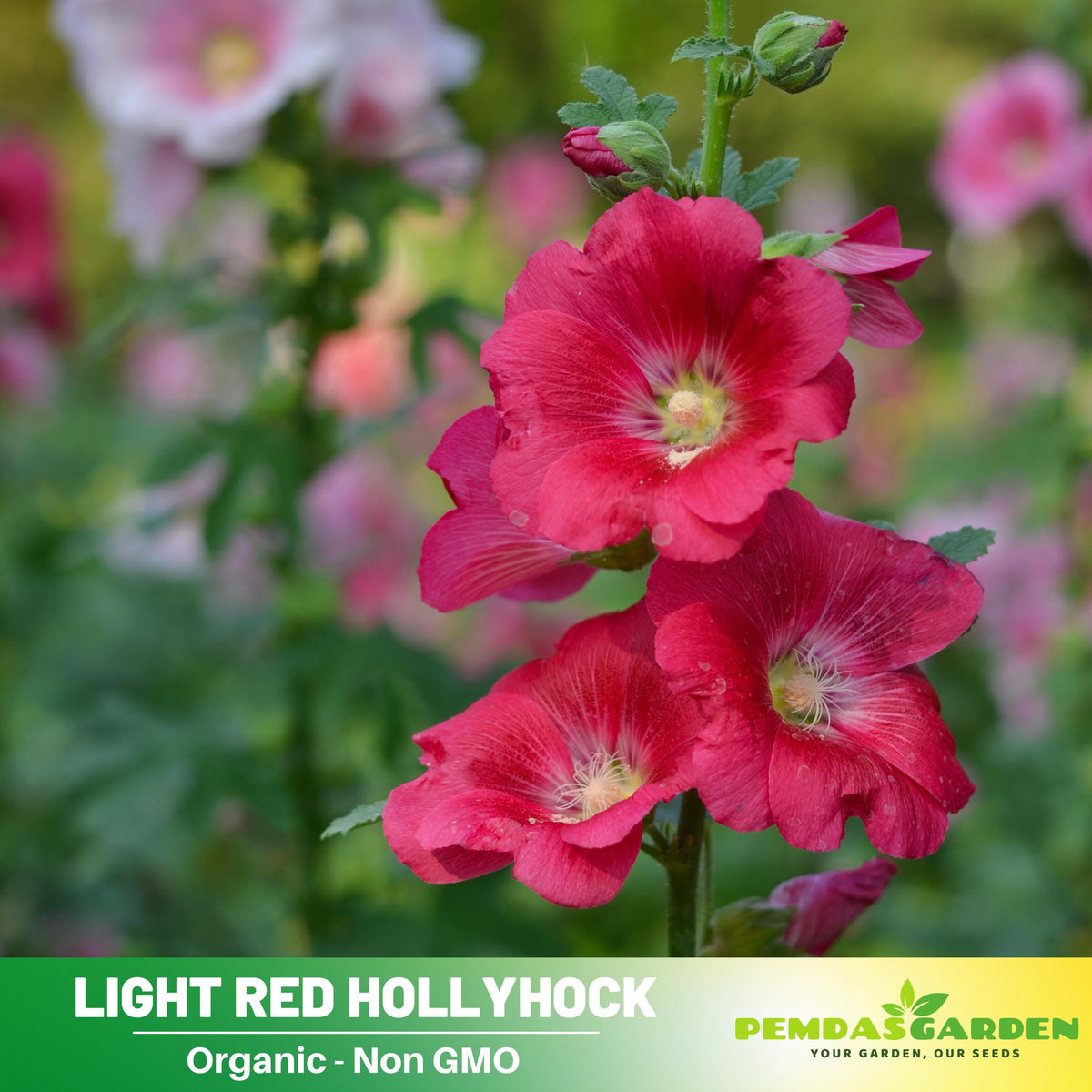 20 Mars Magic Light Red Hollyhock - Alcea rosea Seeds – Heirloom, Non ...
