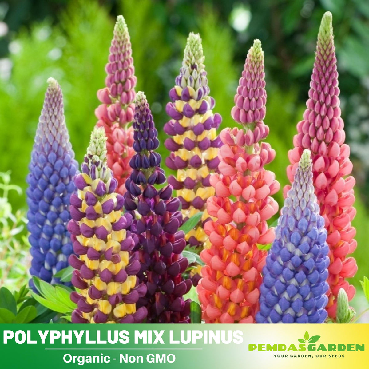 Polyphyllus Mix Lupinus - Authentic Seeds - Perennial ~ GMO Free~~Flow ...
