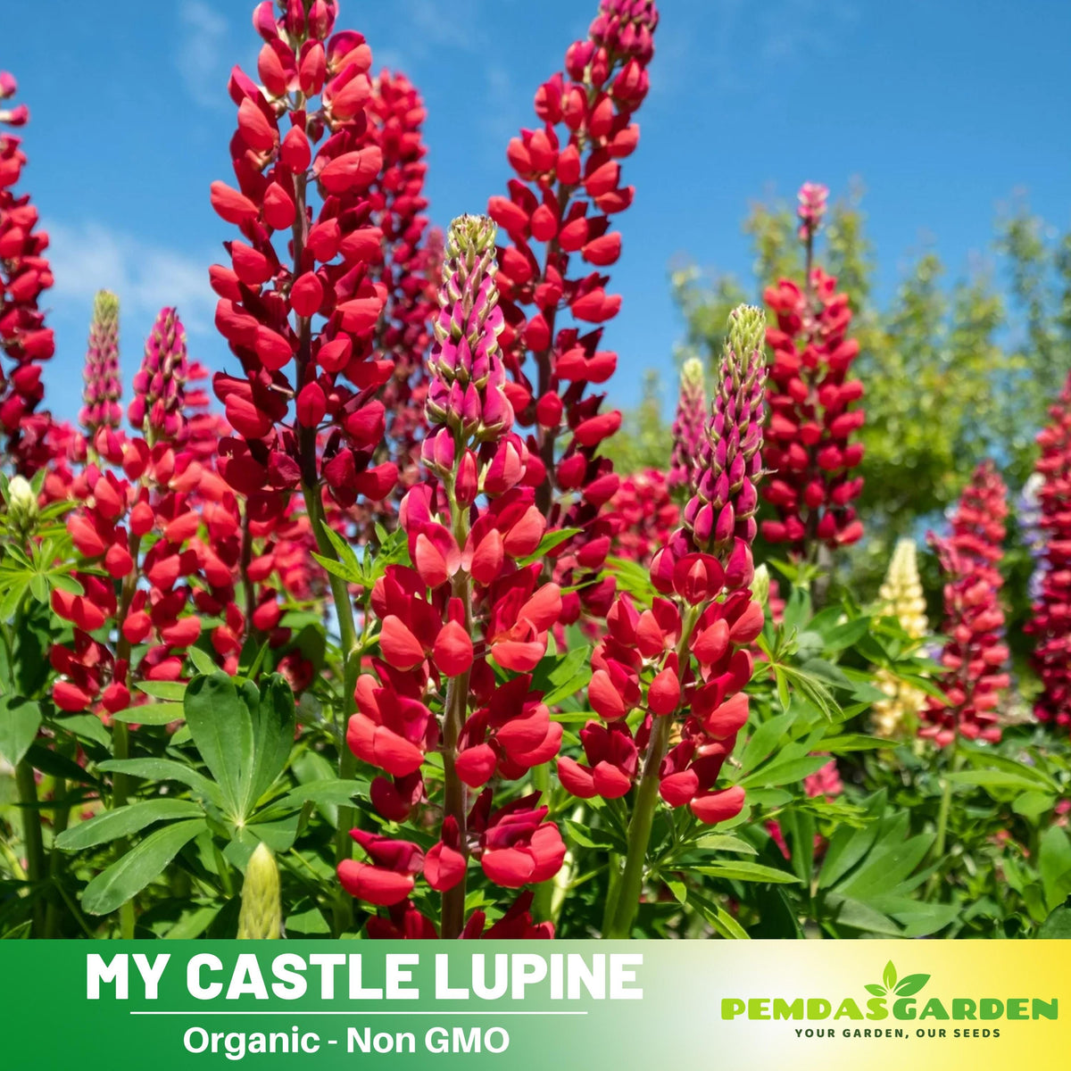 My Castle Lupine Seeds- Lupine Seeds - bluebonnet - Open-Pollinated ...