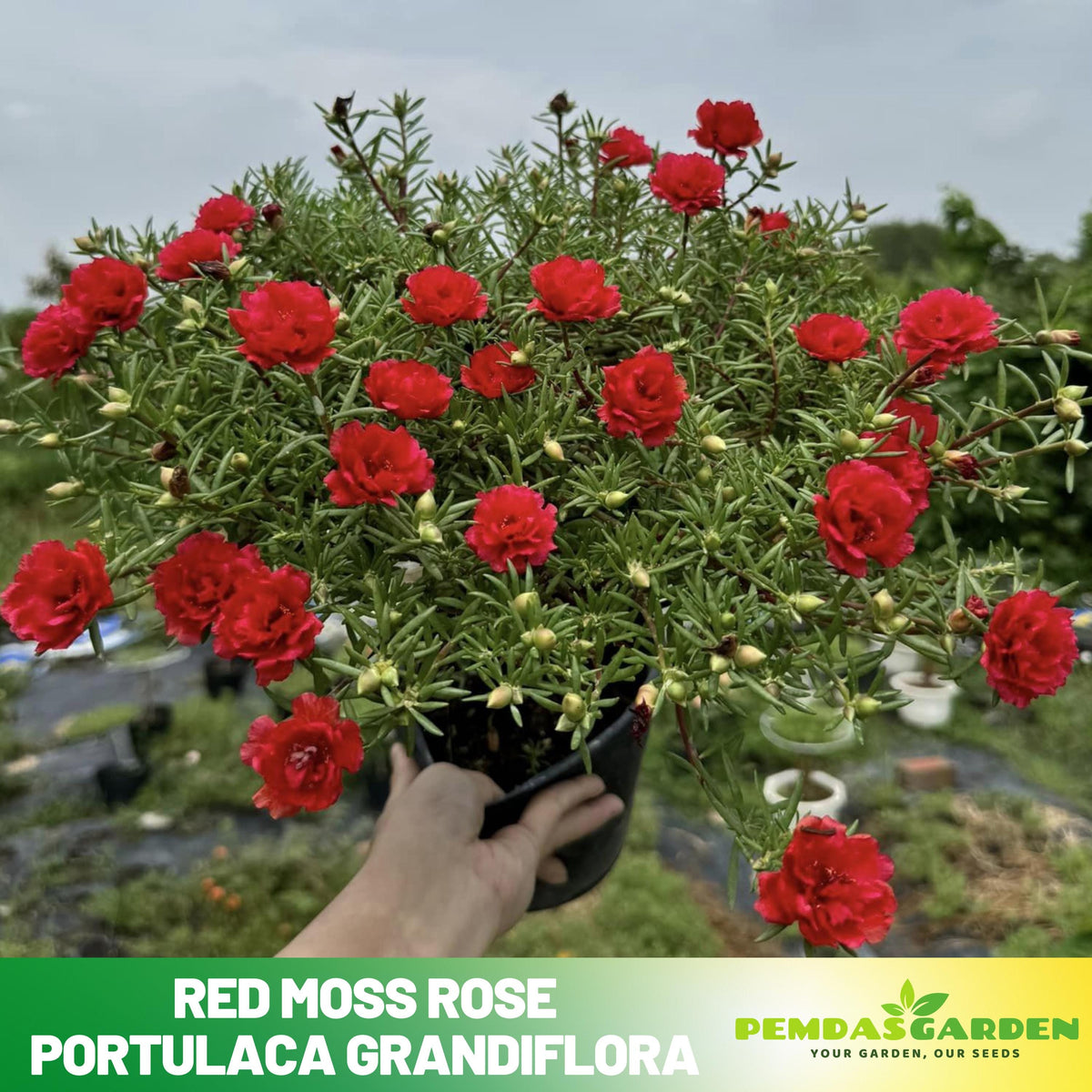 30 Portulaca Umbraticola 'Mojave® Red'- Moss Rose Seeds - Heirloom Suc ...