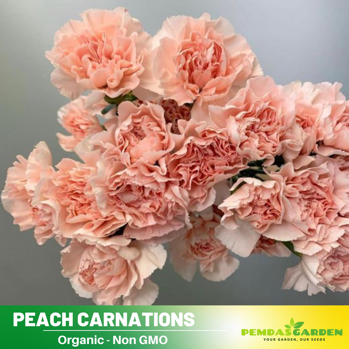 30 Peach Carnations - Dianthus Seeds - Authentic - Open-Pollinated - O ...