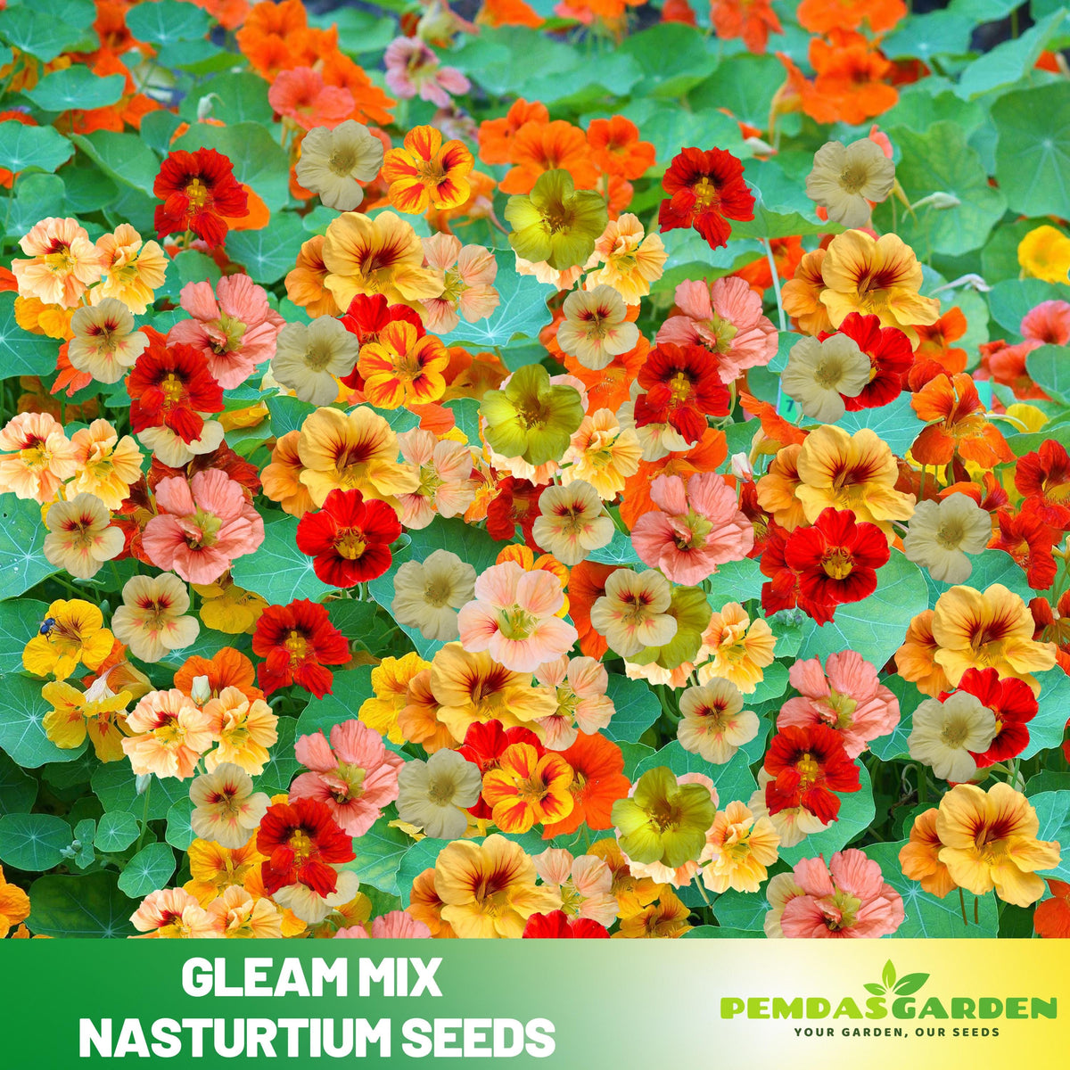 10+ Seeds| Gleam Mix Nasturtium Seeds - Fast Growing - Open-Pollinatin ...