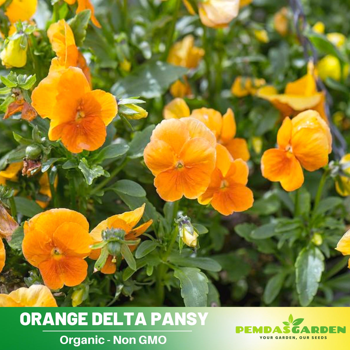 25+ Seeds|Clear Orange Delta Pansy Seeds -Cold Resistant -Open-Pollina ...