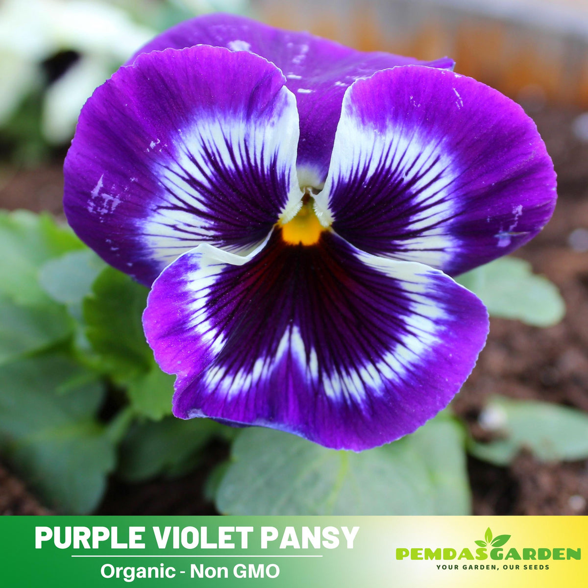 25+ Seeds| Purple Violet Pansy Viola Seeds -Cold Resistant -Open-Polli ...