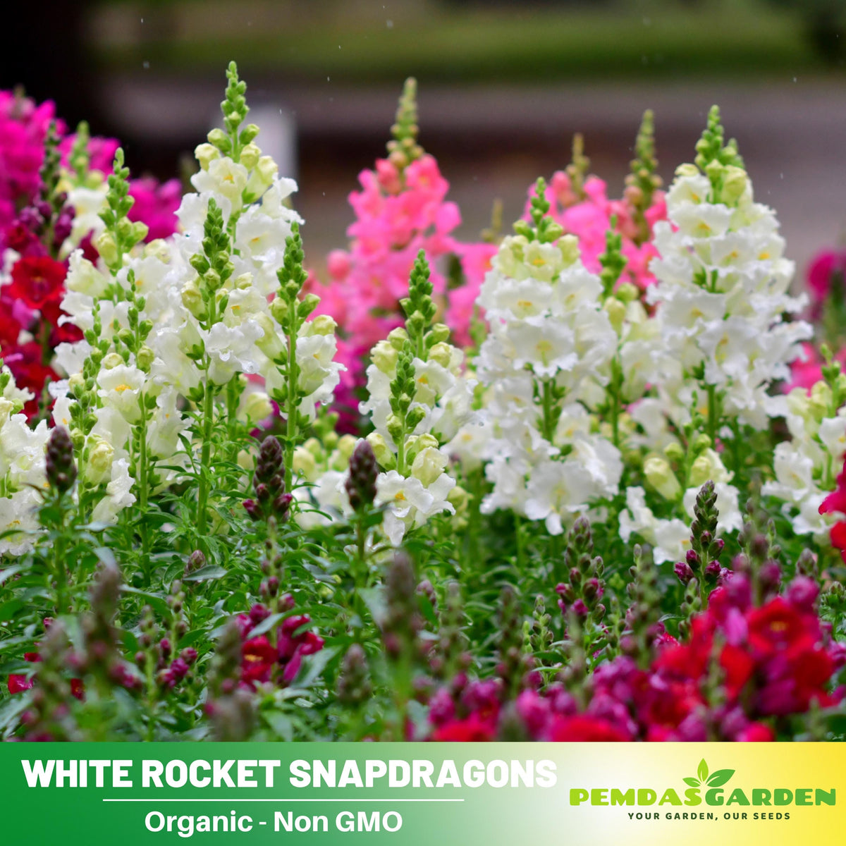 30 Seeds| White Snapdragons Seeds - Cold Resistant -Potted -Attracts p ...