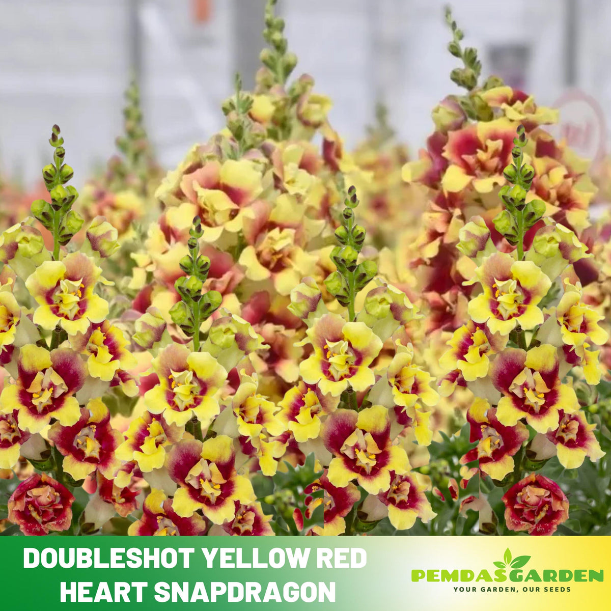 30 Seeds| DoubleShot Yellow Red Heart Snapdragon Seeds - Potted -Attra ...