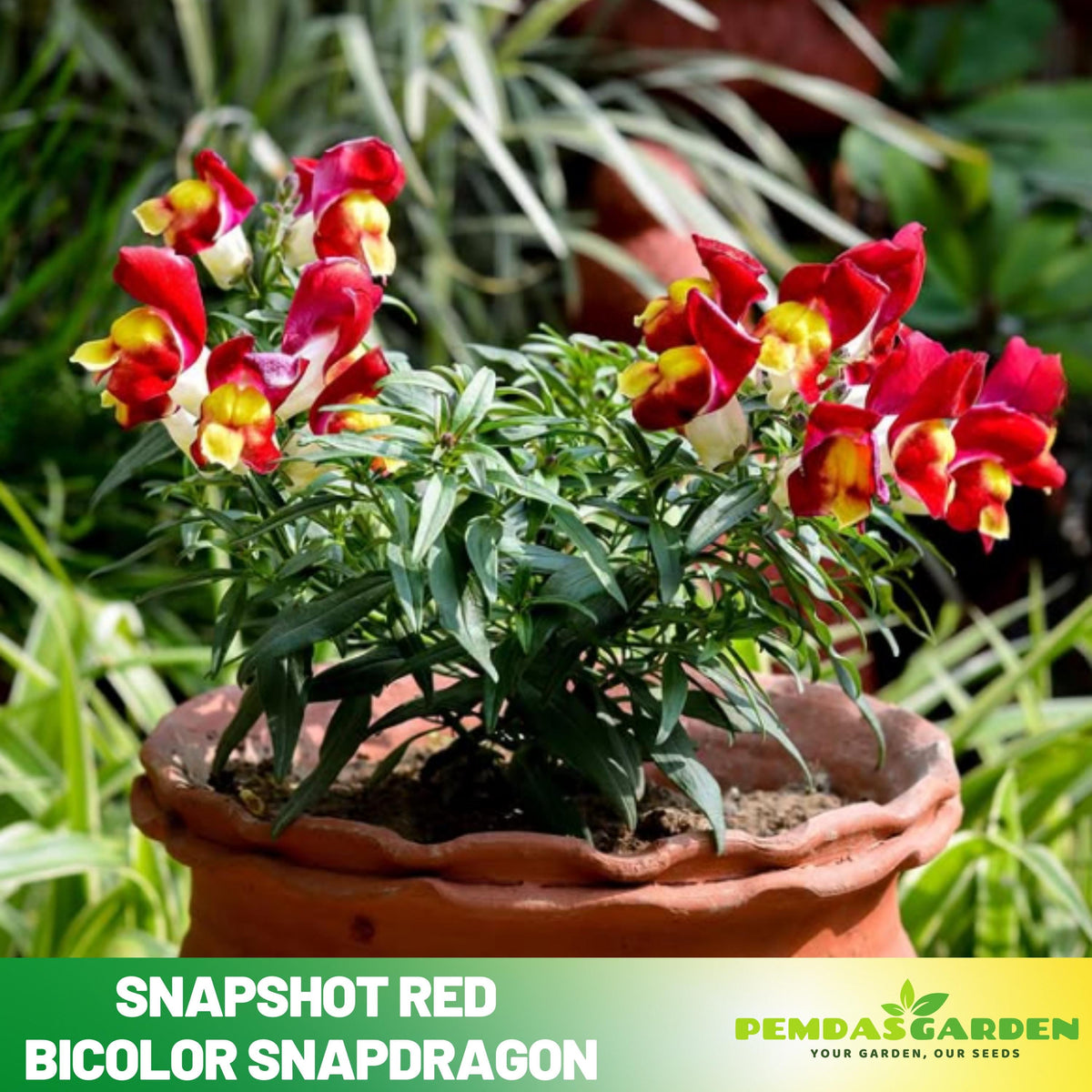 30 Seeds| Snapshot Red Bicolor Snapdragon Seeds - Cold Resistant -Attr ...