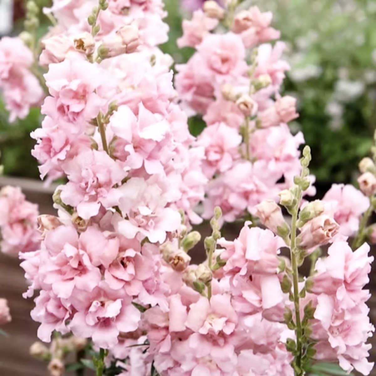 30 Seeds| Snapstar Pink Snapdragon Seeds - Cold Resistant -Attracts po ...