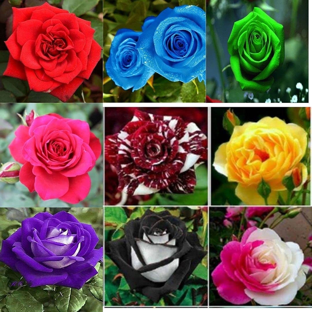 30 Seeds| Muti- color Mix Rose Seeds#1060 – PEMDASGARDEN