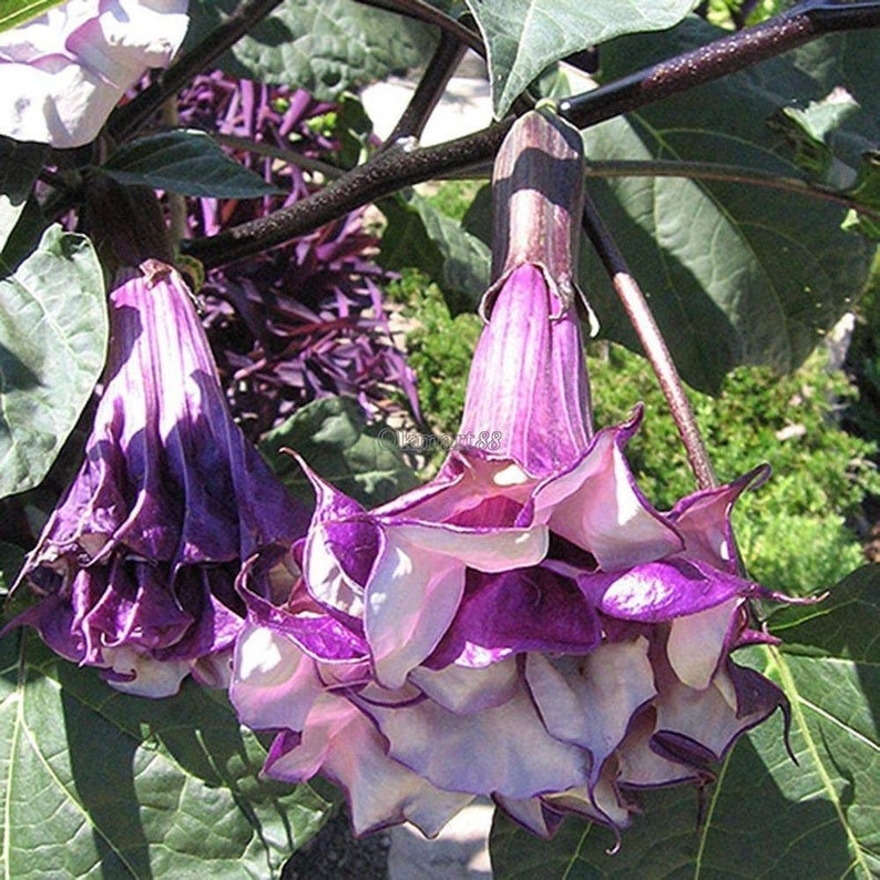 25+ Seeds| Purple Devil's Trumpet Datura Flower Seeds #G003 – PEMDASGARDEN