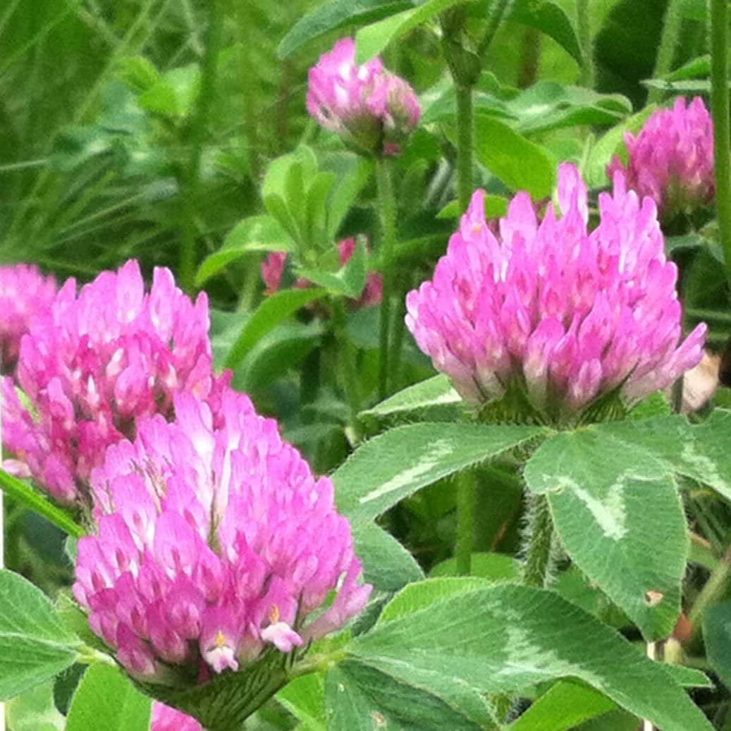 40+ Seeds| Medium Red Clover Seeds - Grass & Groundcover Seeds - Trifo ...