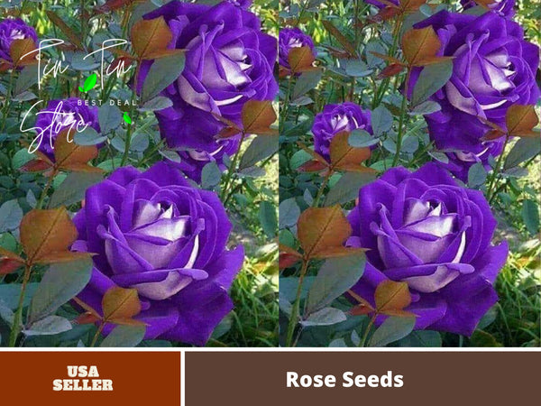 30 Rare Seeds | Purple Haze Rose Seed Flower For Planting Bush Purple ...