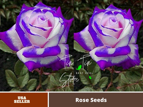 30 Rare Seeds | Purple Haze Rose Seed Flower #1070 – PEMDASGARDEN