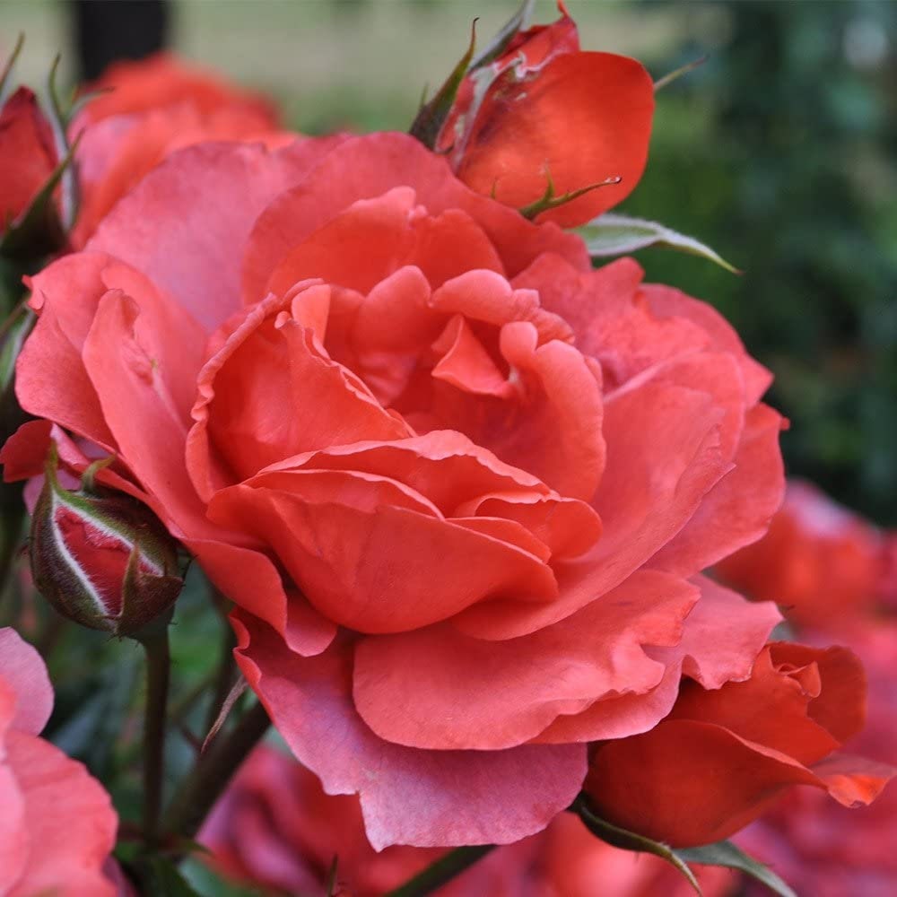 30+ Seeds| Hot Cocoa Floribunda Rose Flower Seeds#1068 – PEMDASGARDEN