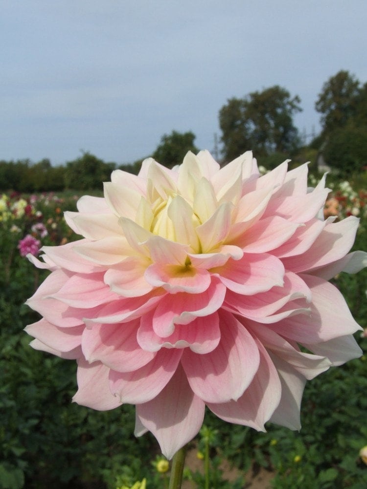 40+ Seeds| Charlotte Mae Dahlia Perennial Seeds #D029 – PEMDASGARDEN