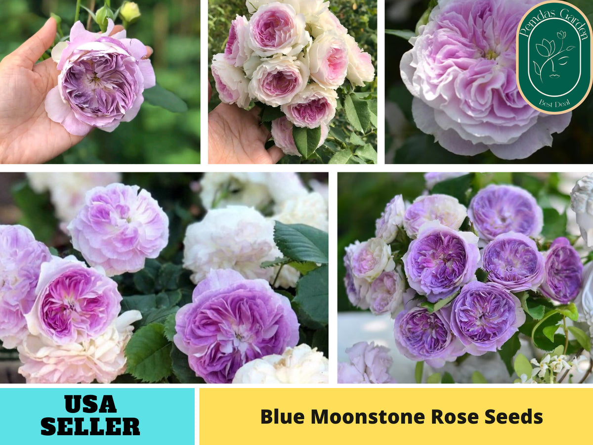 30+ Seeds| Blue Moonstone Rose Seeds #1154 – PEMDASGARDEN