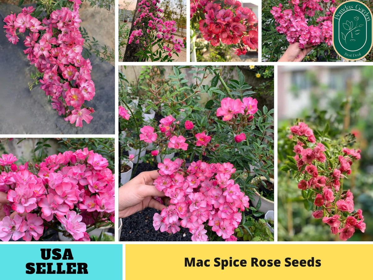 30+ Seeds| Mac Spice Rose Seeds - Authentic - Perennial ~ GMO Free ~ F ...