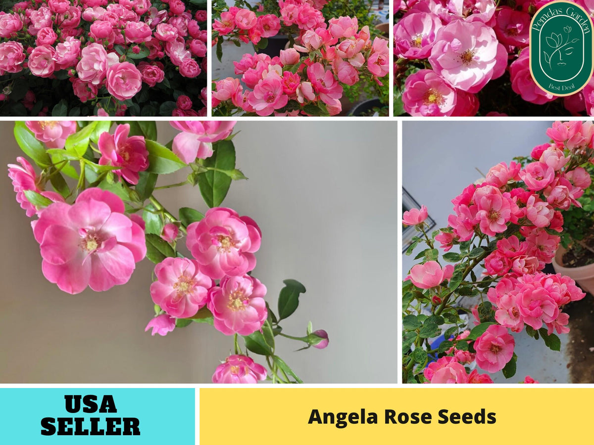 30+ Seeds| Angela Rose Seeds #1165 – PEMDASGARDEN