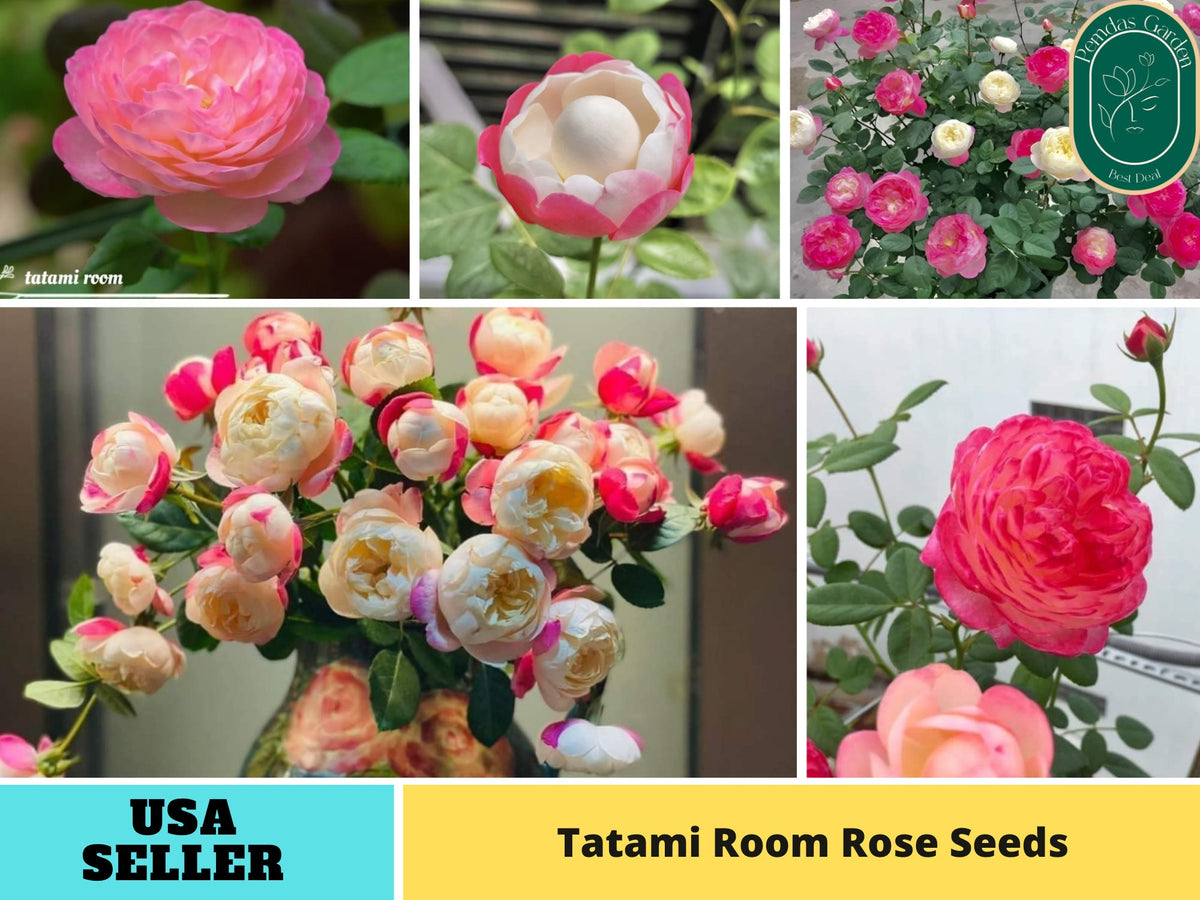 30+ Seeds| Tatami Room Rose Seeds - Authentic - Perennial ~ GMO Free ...