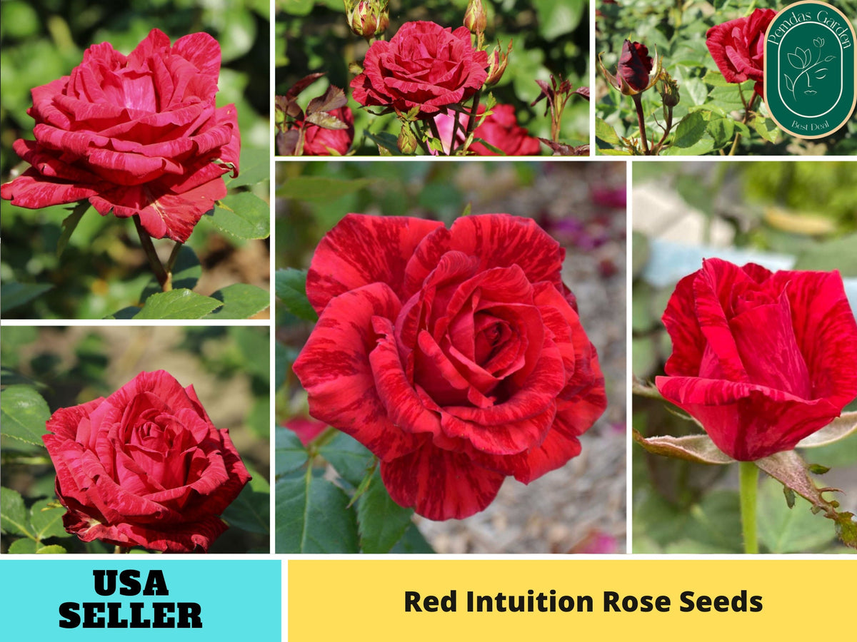 30+ Seeds| Red Intuition Perennial Rose Seeds#1176 – PEMDASGARDEN