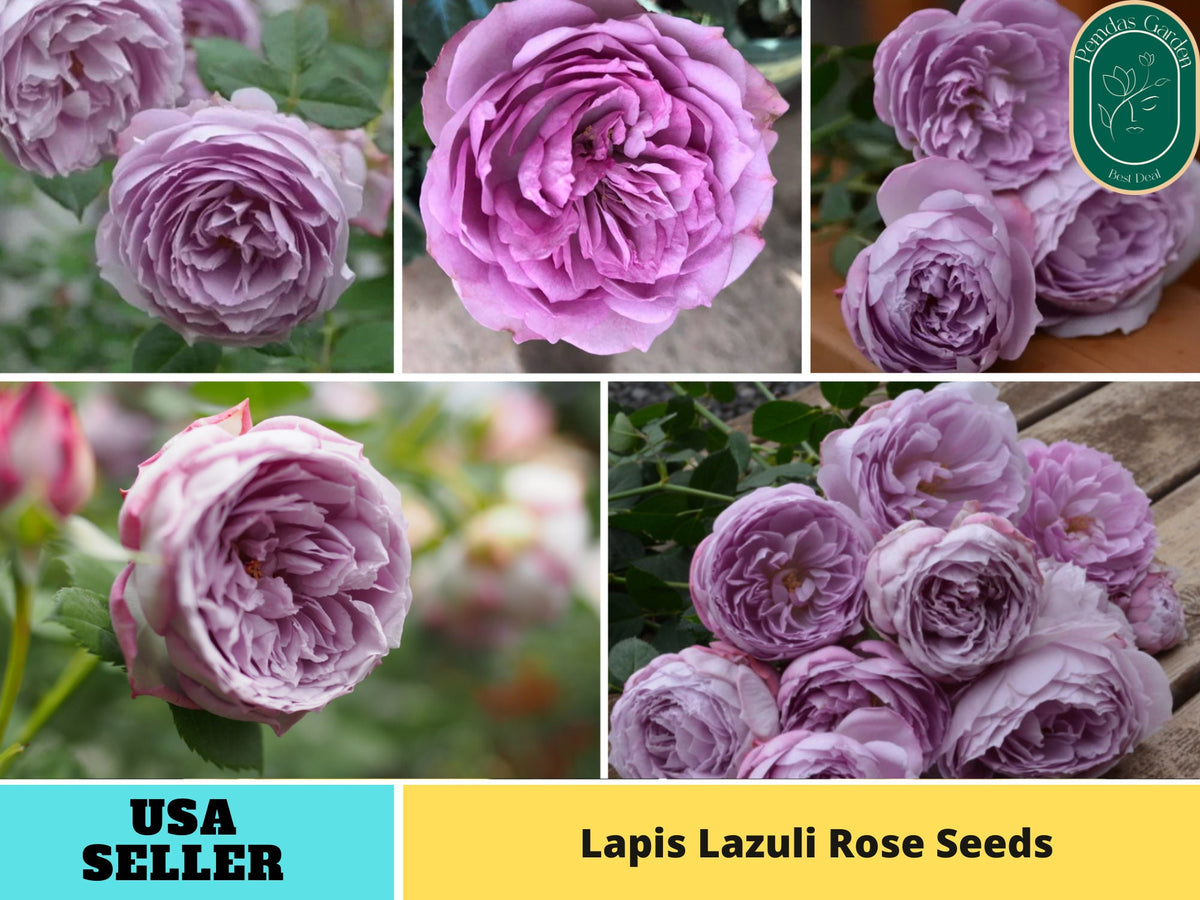 30+ Seeds| Lapis Lazuli Rose Perennial Seeds-#1179 – PEMDASGARDEN