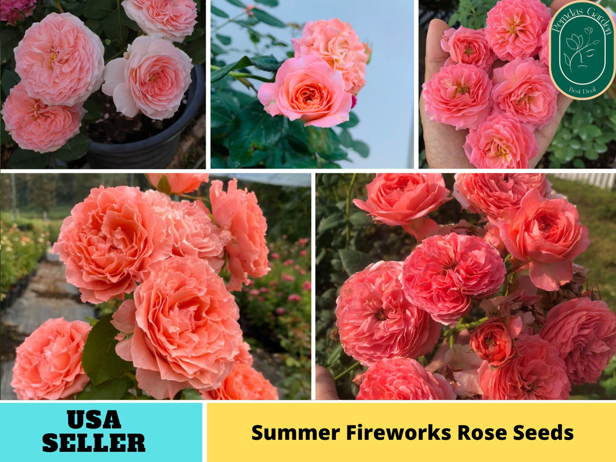 30+ Seeds| Summer Fireworks Rose Seeds#1181 – PEMDASGARDEN