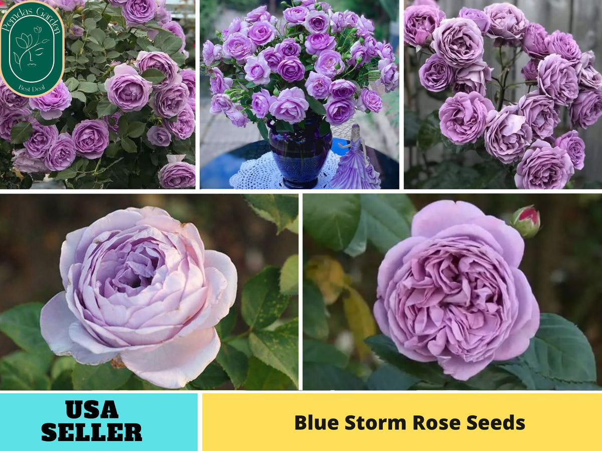 30+ Seeds| Purple Blue Storm Rose Seeds#1180 – PEMDASGARDEN