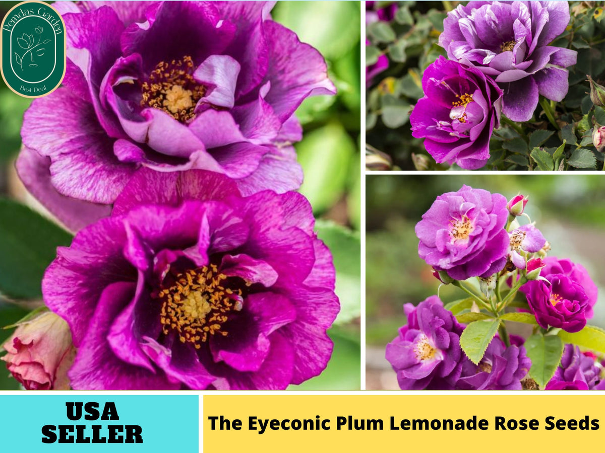 30+ Seeds| The Eyeconic Plum Lemonade Perennial Rose Seeds#1192 ...