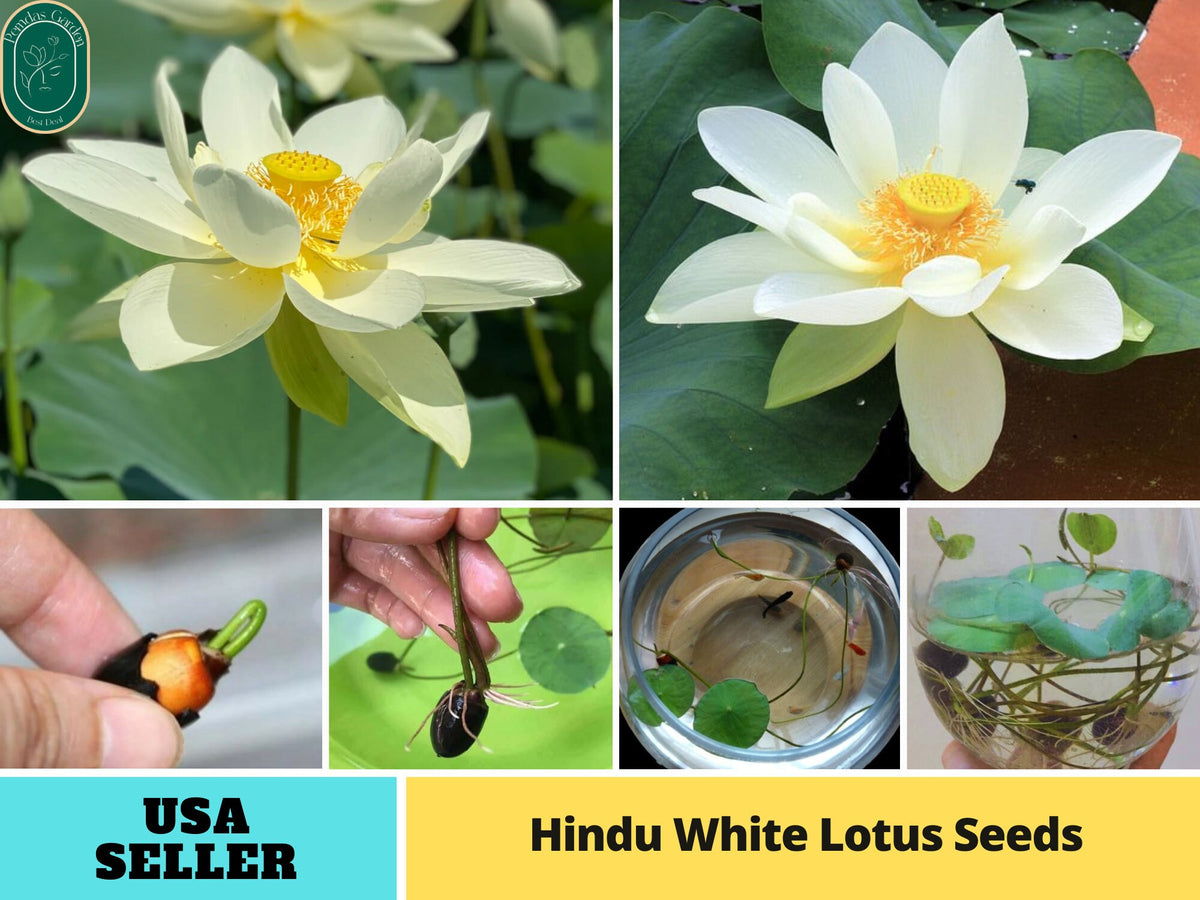 5+ Rare Seeds| Hindu White Lotus Seeds - Indian Lotus (Nelumbo nucifer ...